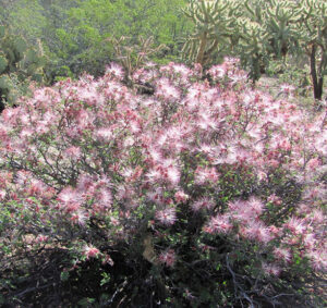 Baja Red Fairy Duster - Copper Ridge Landscaping