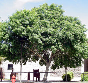 Fan-Tex Ash - Copper Ridge Landscaping