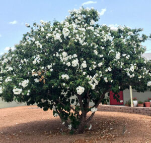 Texas Olive - Copper Ridge Landscaping